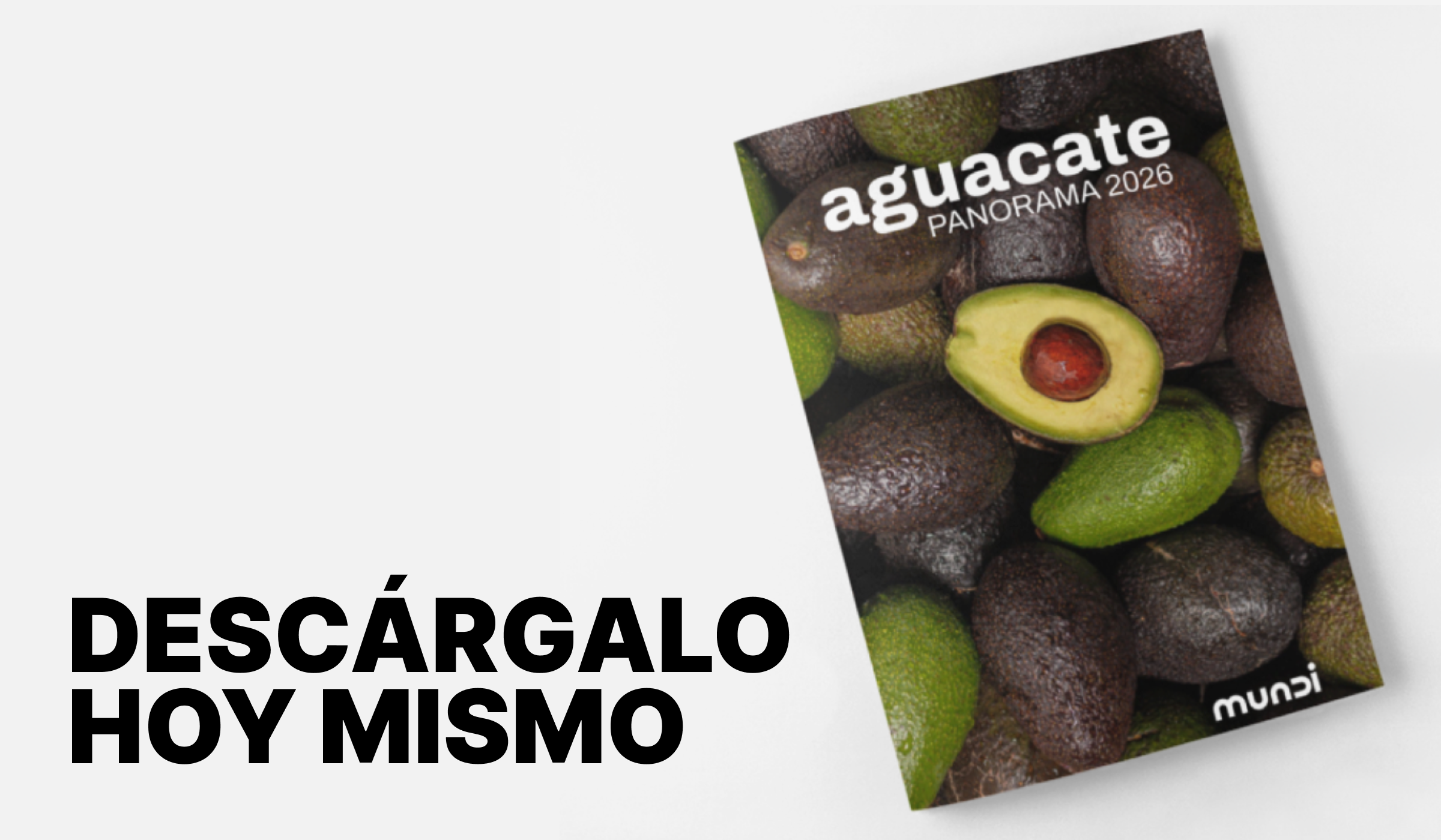 aguacate: PANORAMA 2026